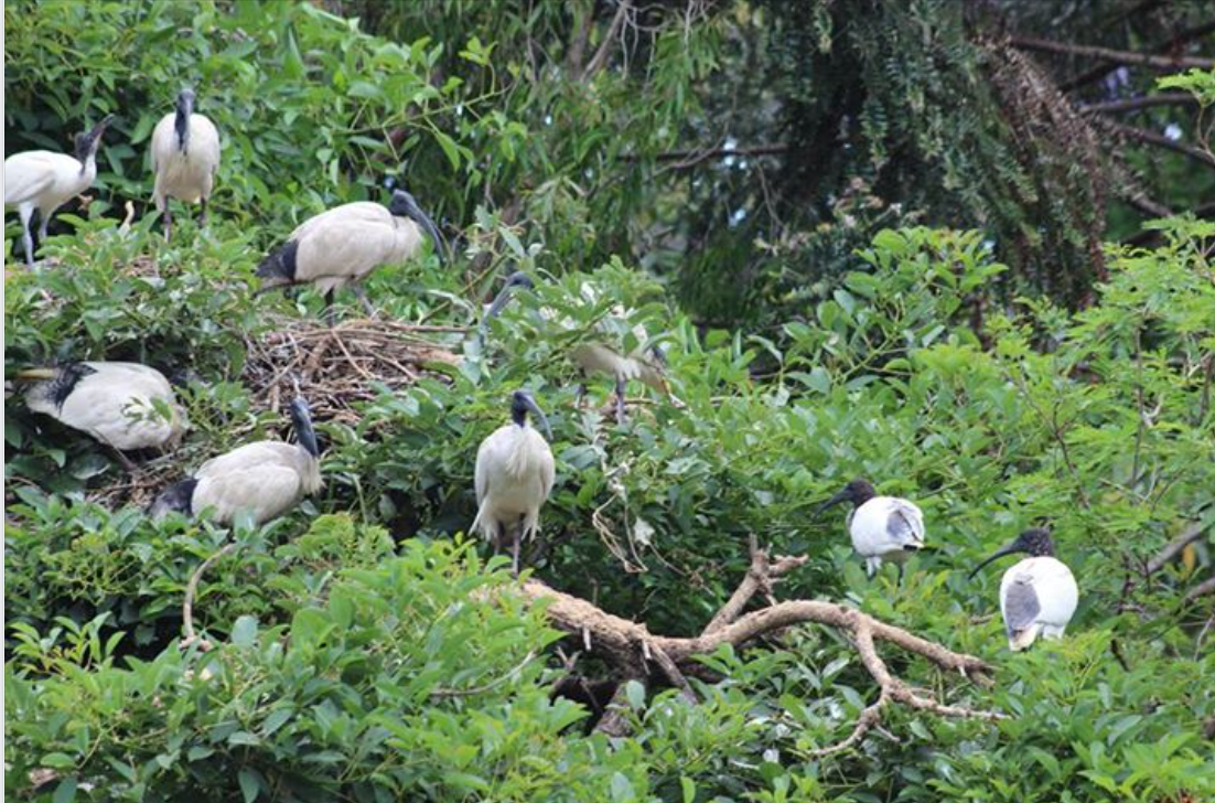 Stand up for urban ibis.
