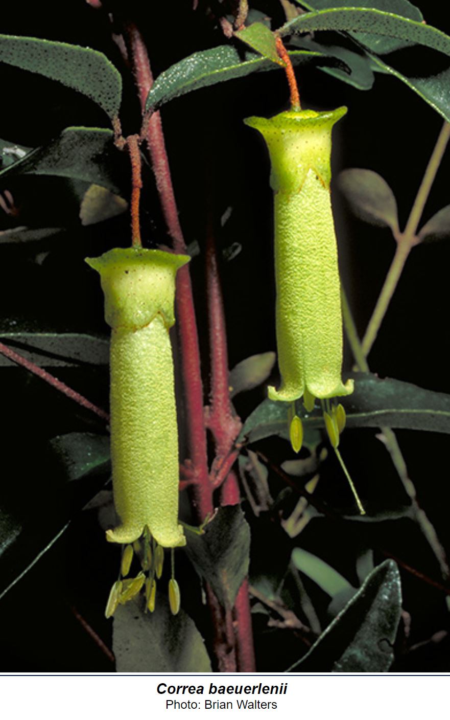 Correa is such a sweet Australian native shrub.