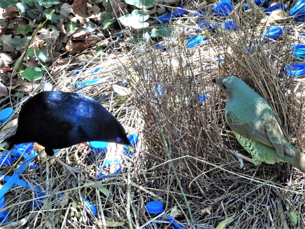 The bowerbird finds his lady.