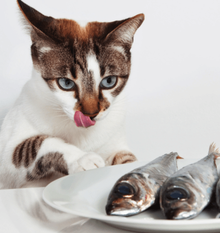 Can Cats Eat? Ultimate A-Z Of Everything Possible! | Pawsome Kitty