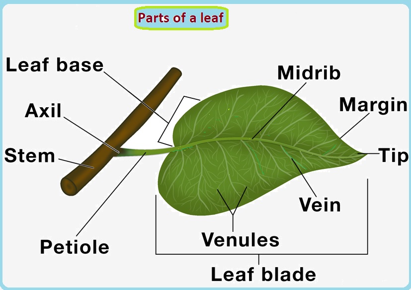 What Is The Difference Between A Leaf And A Leaflet