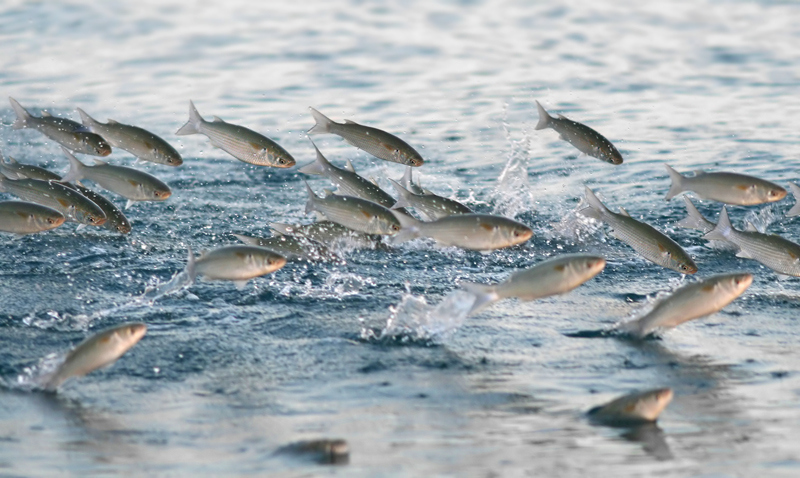 Is the Dead Sea Really Dead? | Pearls of Promise