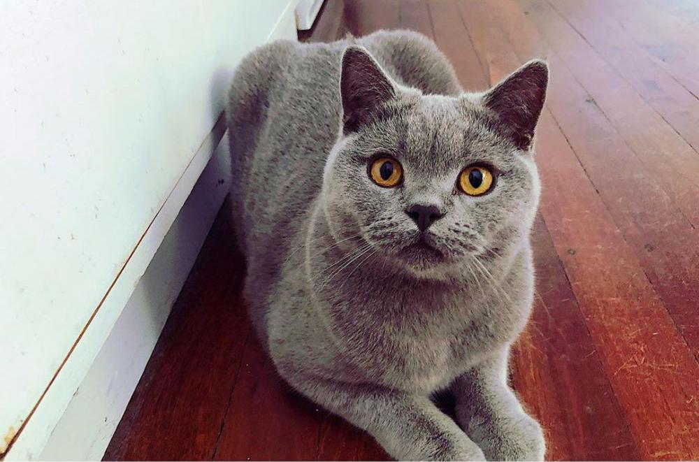 Mengenal dan cara Merawat British Shorthair, si Kucing Lucu Keturunan ...