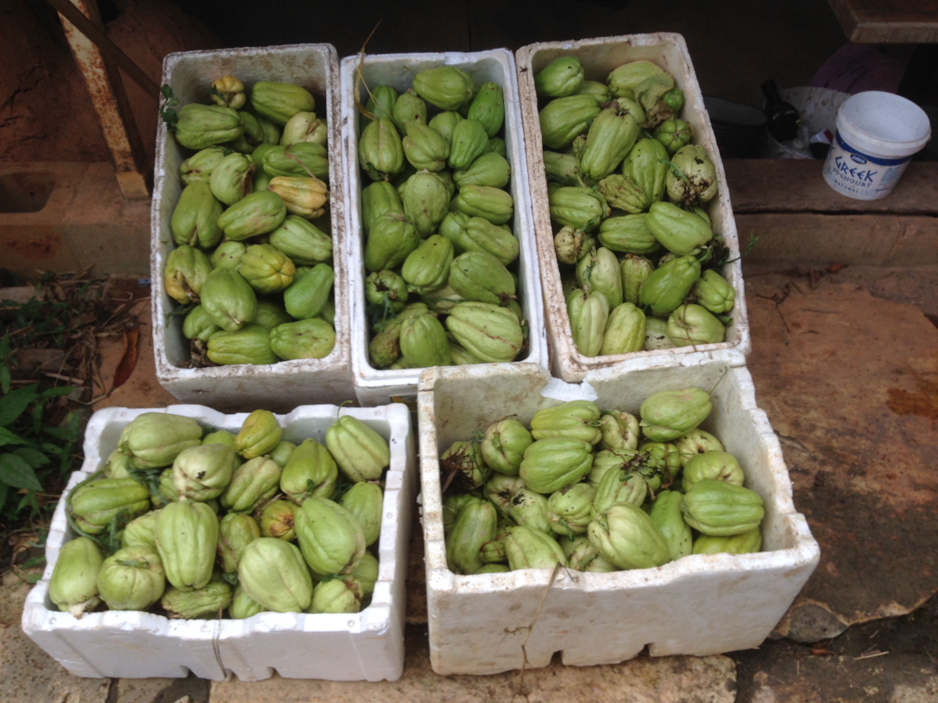 Choko harvest and processing - PermEco Inc.