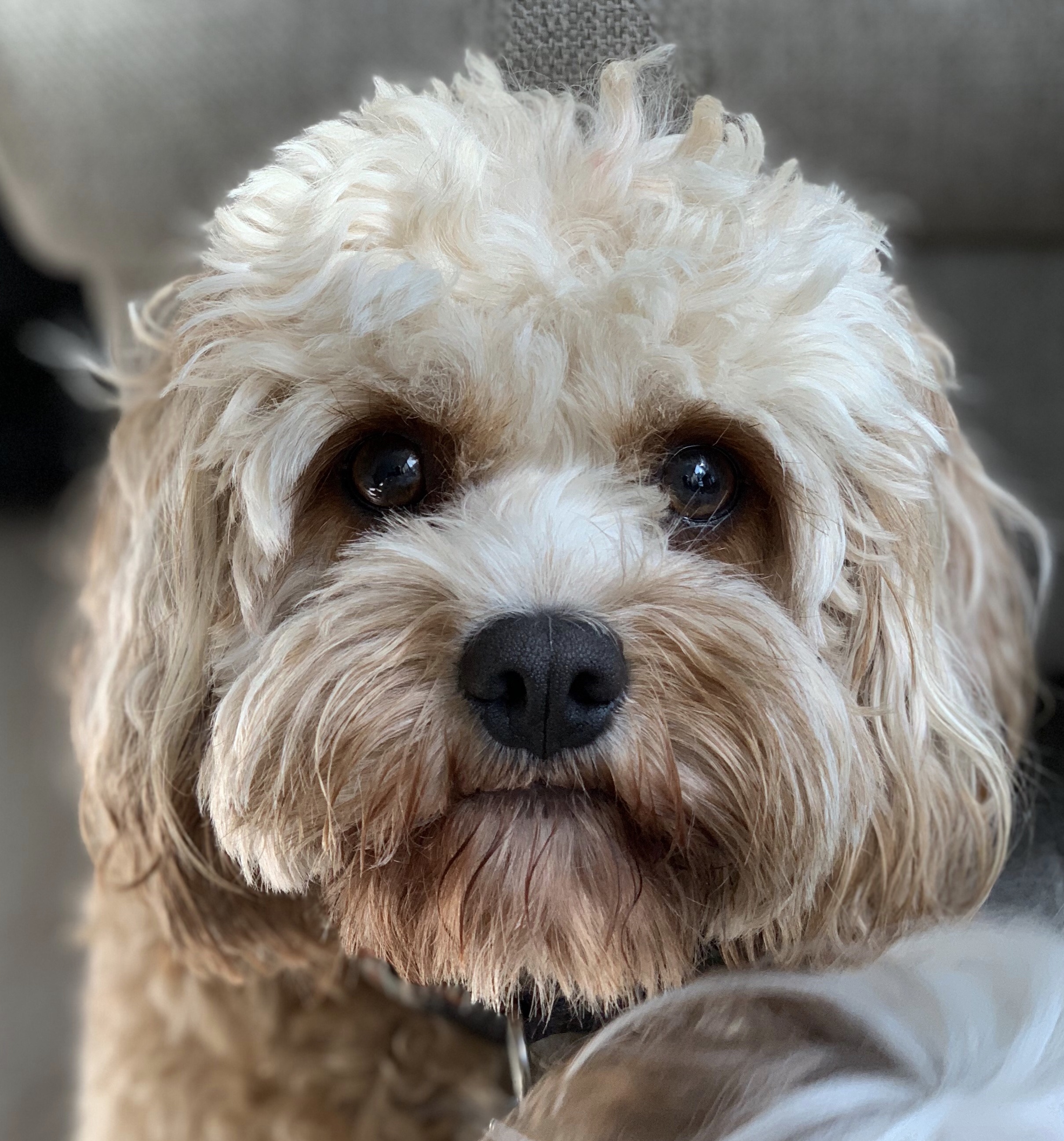 Cavapoo Colors Pinewoodcavapoos cavapoo-colors-pinewoodcavapoos