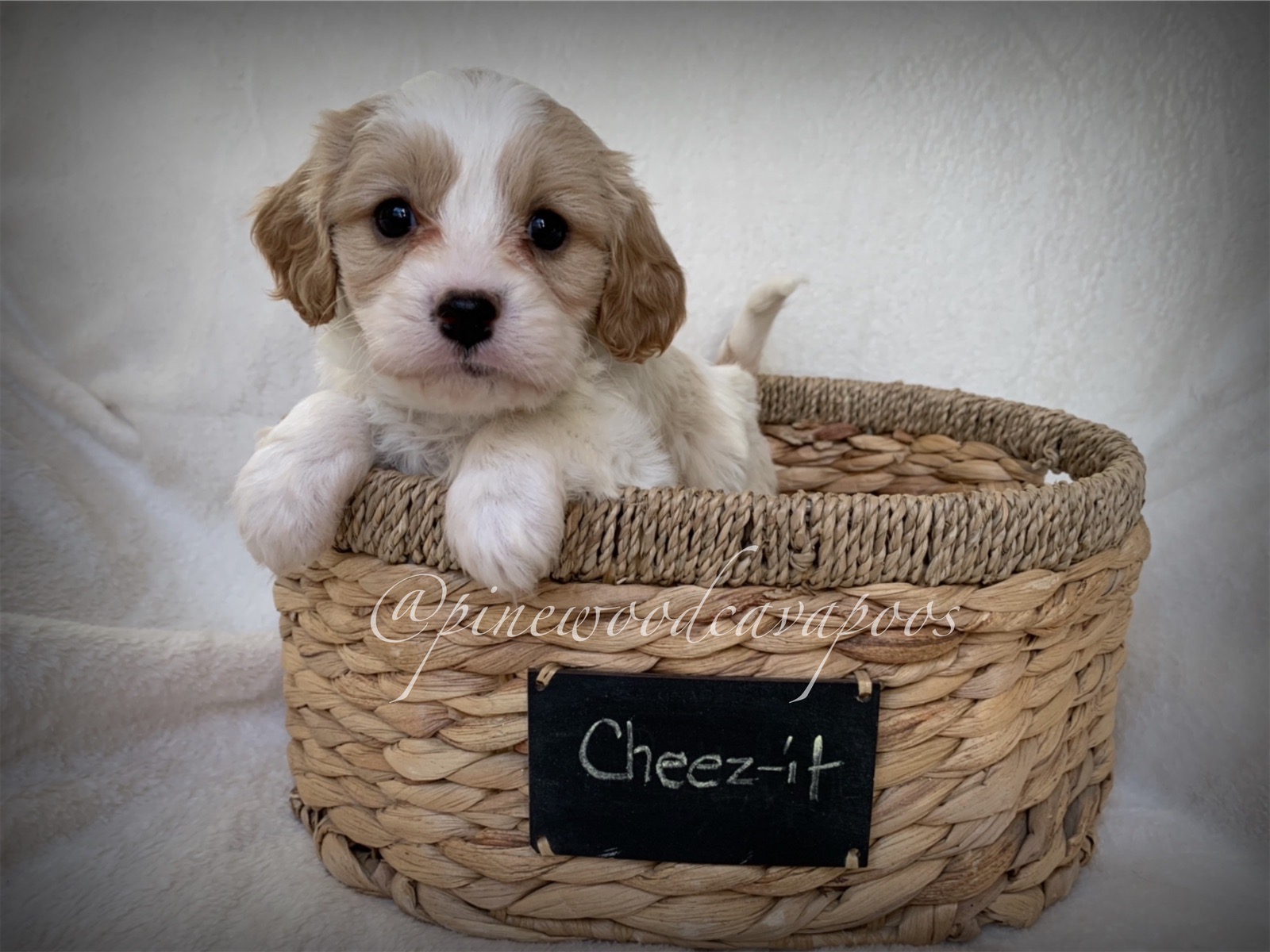 cavapoo-colors-pinewoodcavapoos