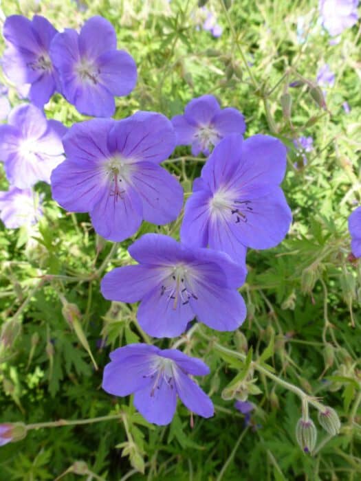 Geranium Brookside - Ooievaarsbek: standplaats, bloei en verzorging