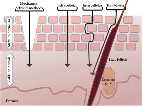 Skin Structure and Function | Plastic Surgery Key