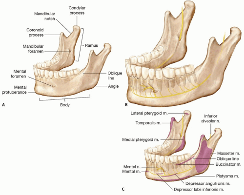 Mandible Implants | Plastic Surgery Key