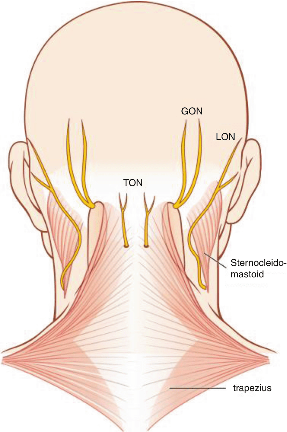 Greater Occipital Nerve And Artery