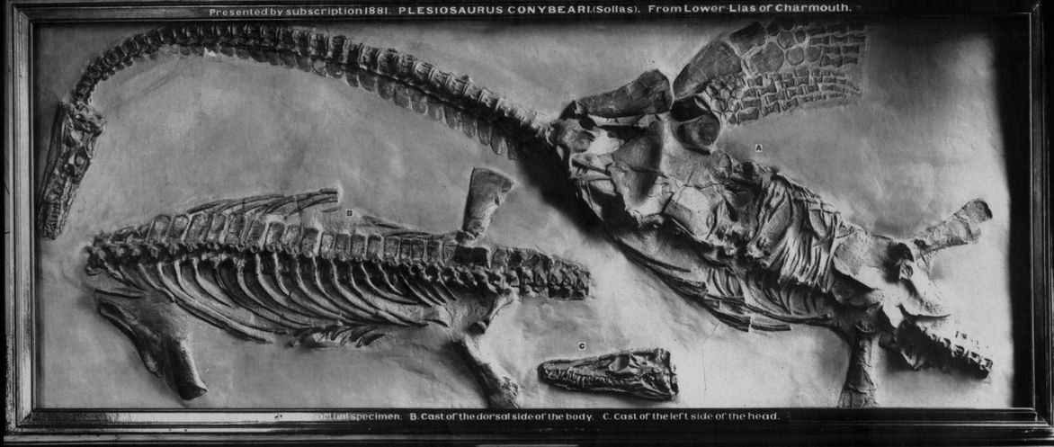 attenborosaurus_skeleton – Plesiosaur Directory