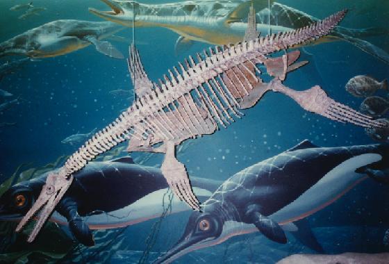 Photographs – Plesiosaur Directory
