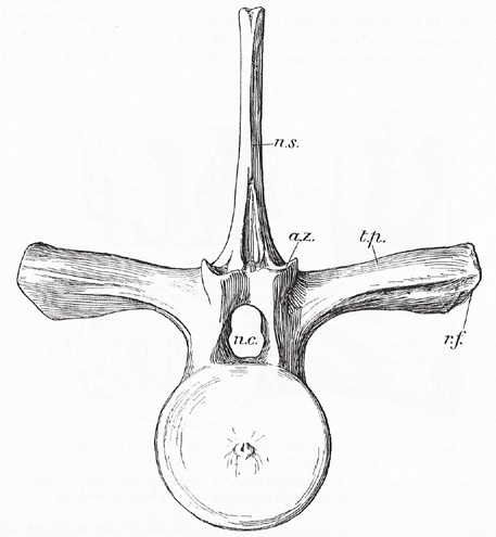 Line drawings – Plesiosaur Directory
