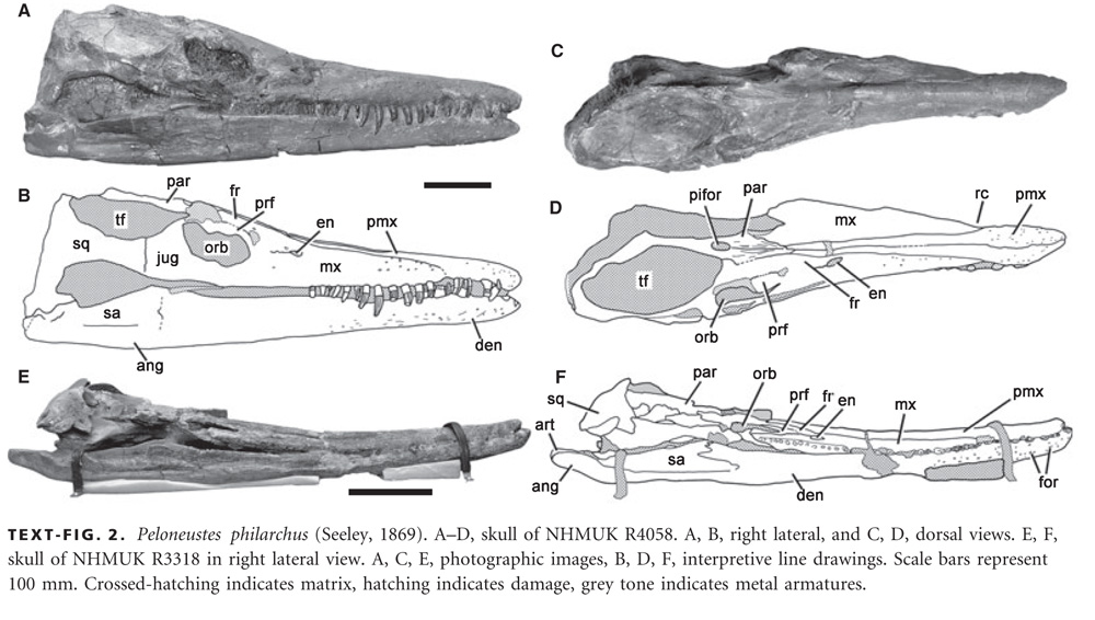 Line drawings – Plesiosaur Directory