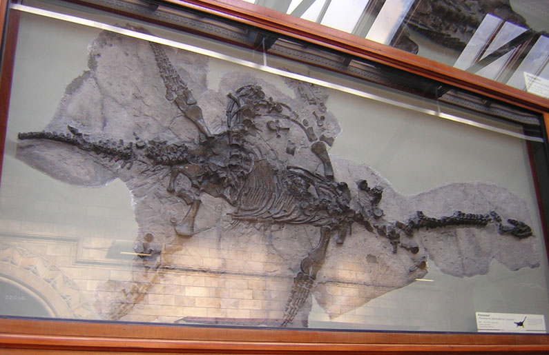 Plesiosaurus – Plesiosaur Directory