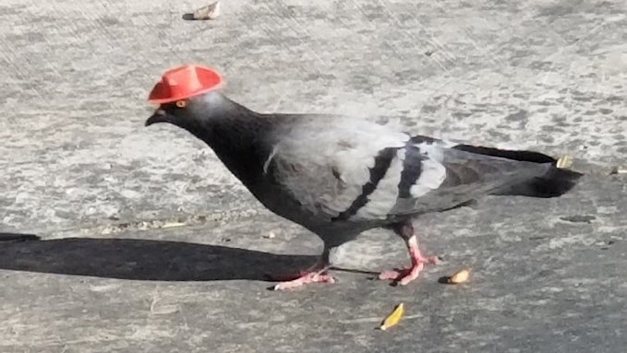 El misterio de las palomas que usan sombrero vaquero - Plumas Atómicas