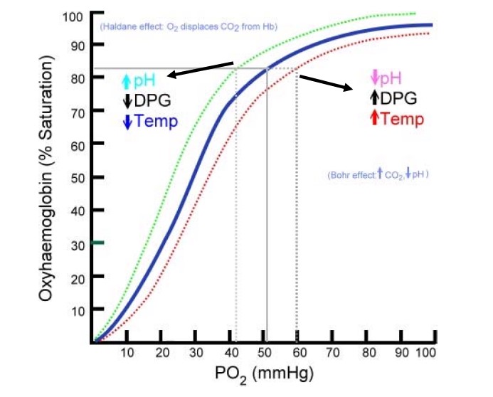 Basics of Hemodynamics – Pocket ICU