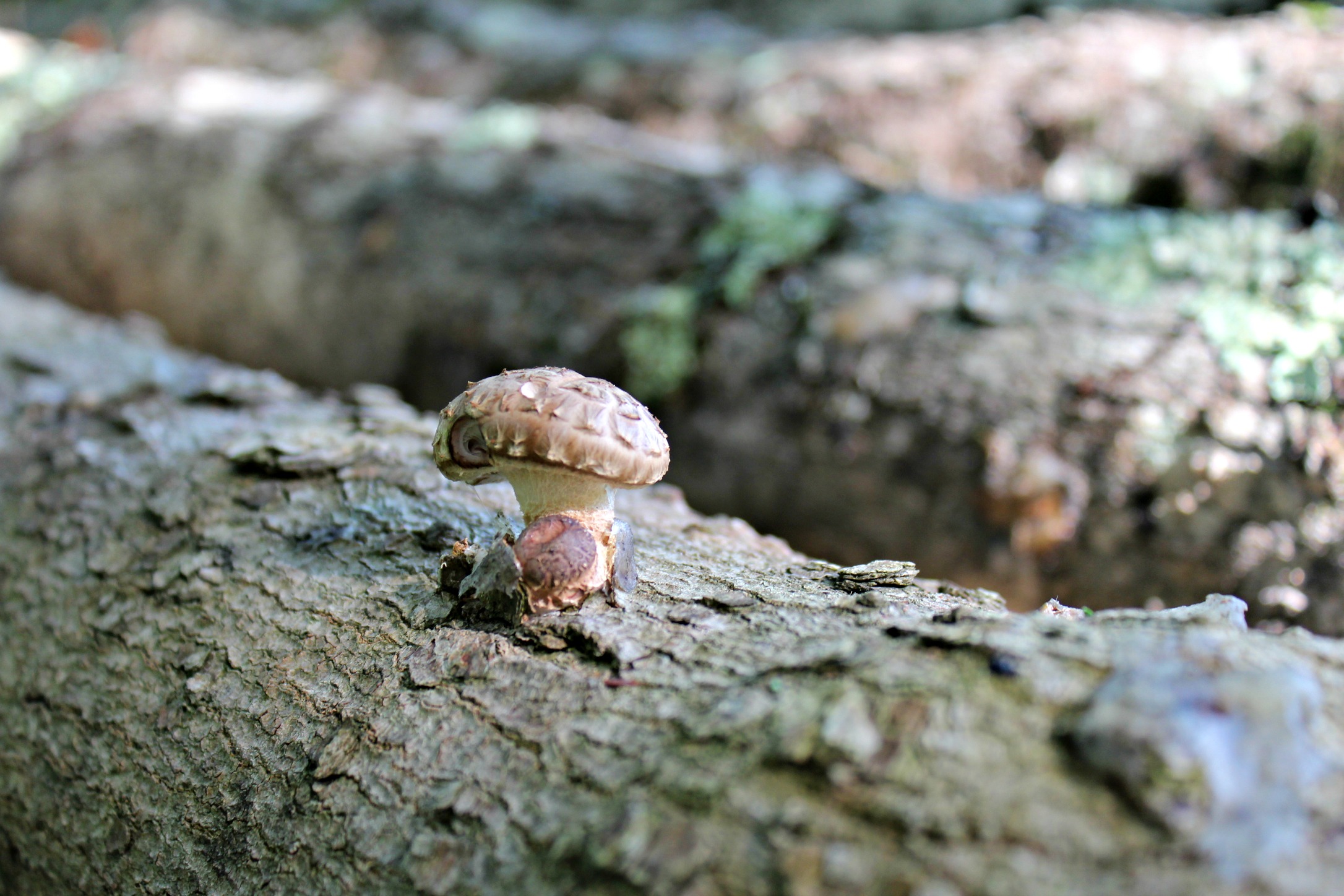 how-to-grow-shiitake-mushrooms