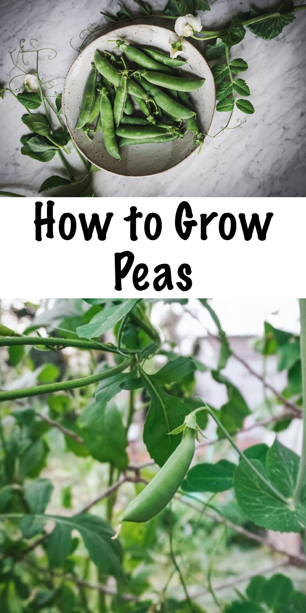 Complete Guide to Growing Peas