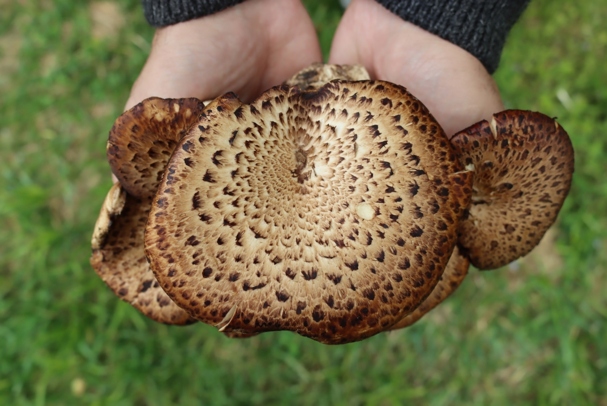 Foraging Pheasant Back Mushrooms (Cerioporus squamosus)