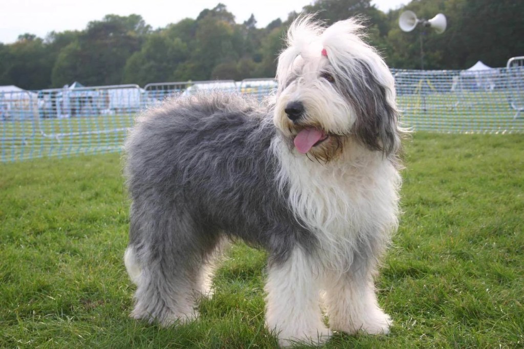Pros And Cons Of Old English Sheepdog Pros Cons Reviews pros-and-cons-of-old-english-sheepdog-pros-cons-reviews