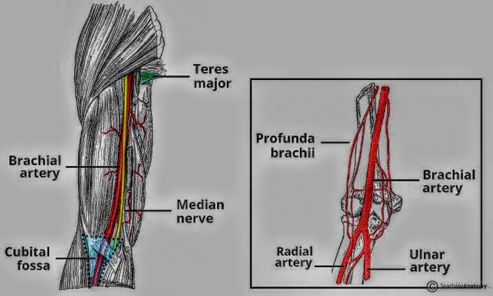 Brachial artery - PT Master Guide