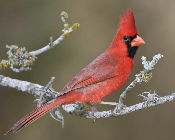 review-of-how-many-cardinals-are-there-in-the-us-2022-us-folder