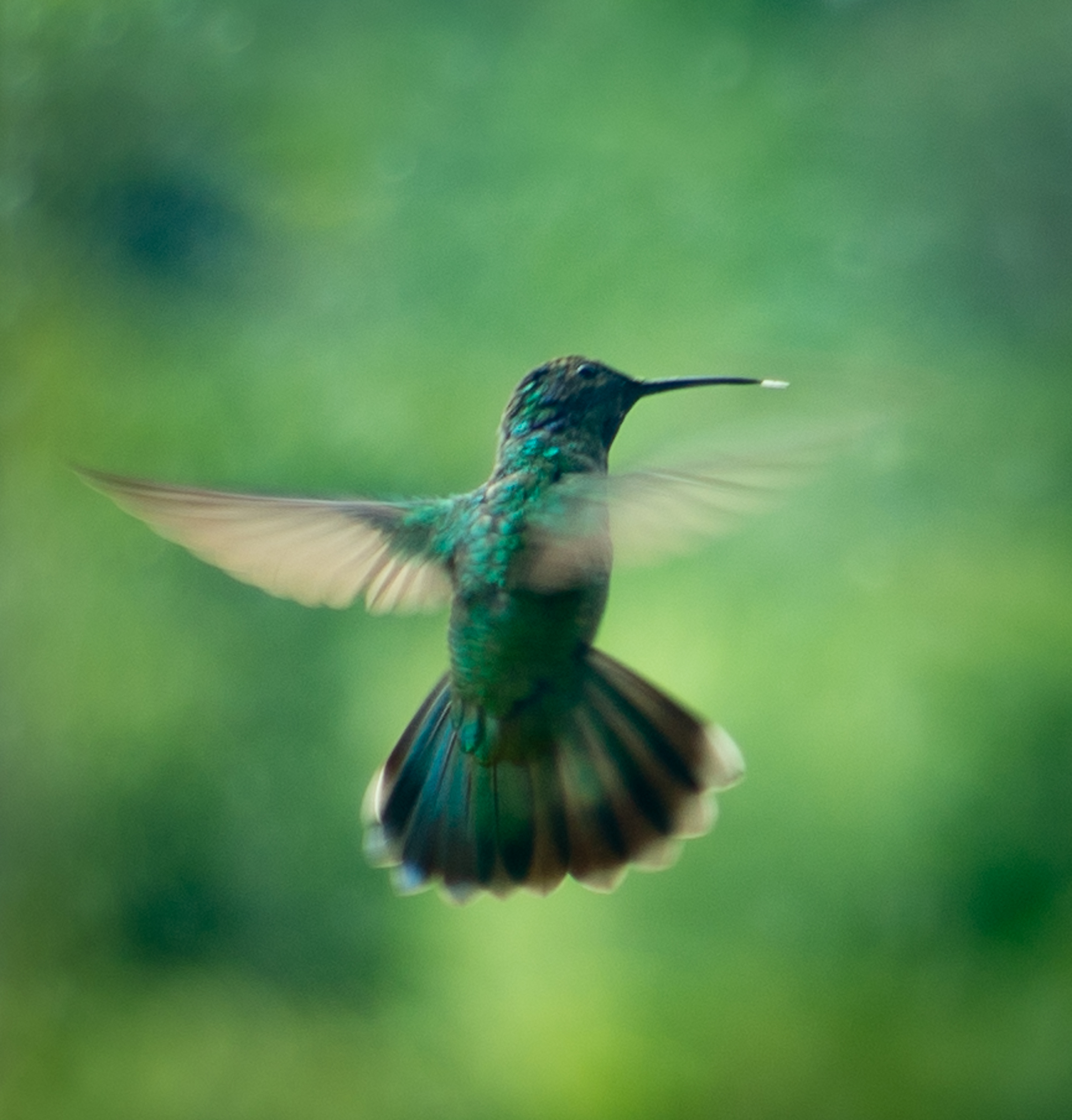 What happens when a rare hummingbird shows up at your birdfeeder ...