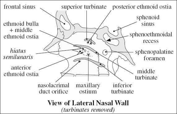 and Function of Neck Organs | Radiology Key