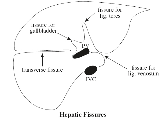 of Liver, Bile ducts, Pancreas and Spleen | Radiology Key