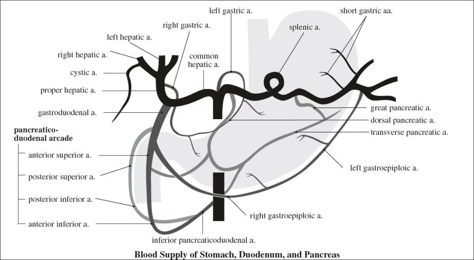 and Function of Abdomen and Gastrointestinal Tract | Radiology Key