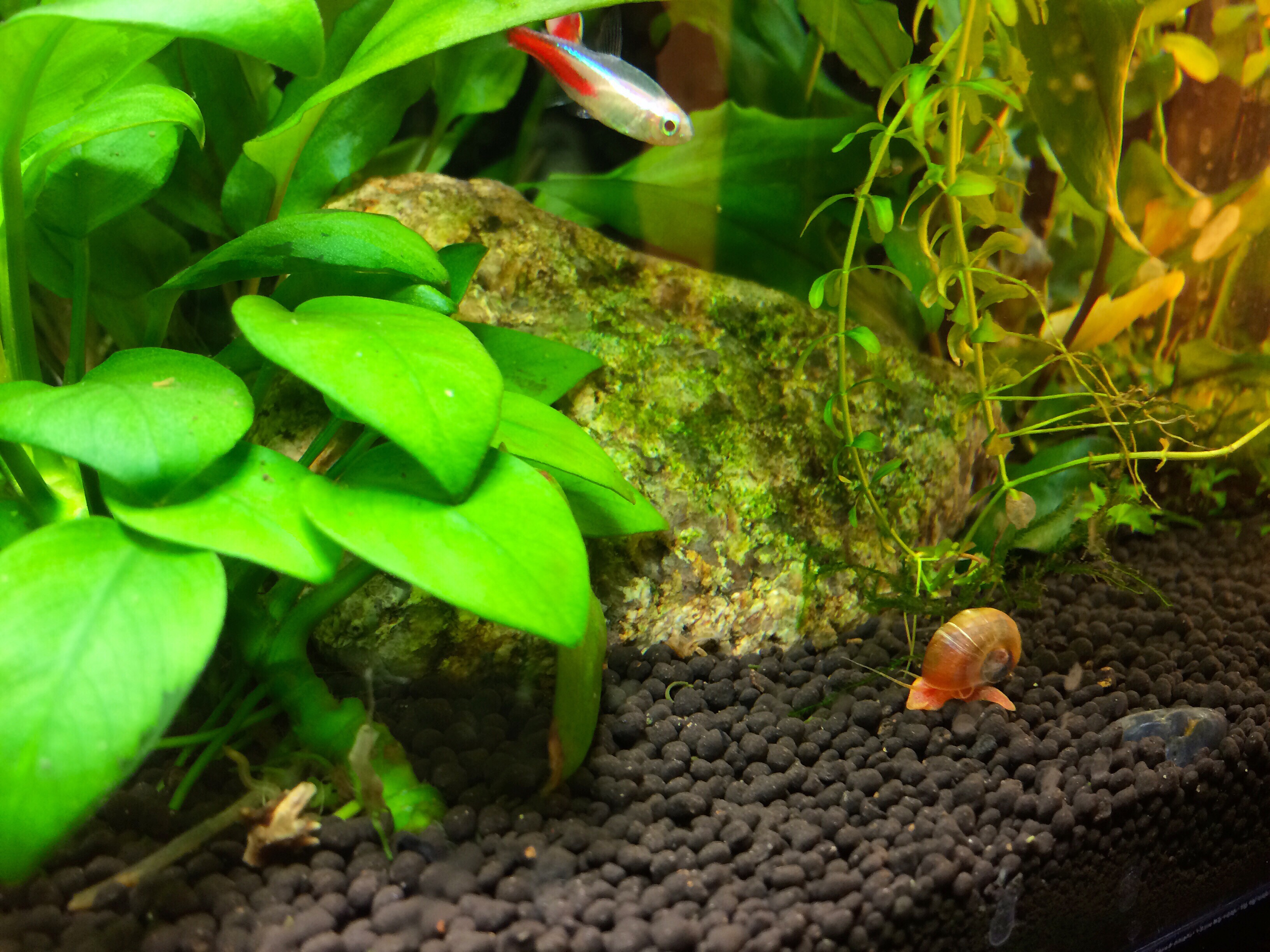 The careful red ramshorn snail – Rainforest Concepts
