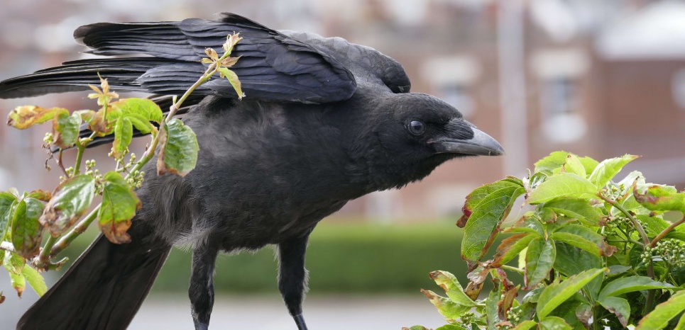 Les corbeaux, aussi, ont leur école – homme et oiseaux civray (86)