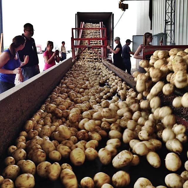 Black Gold Farms Tour and Roasted Red Potatoes Recipe