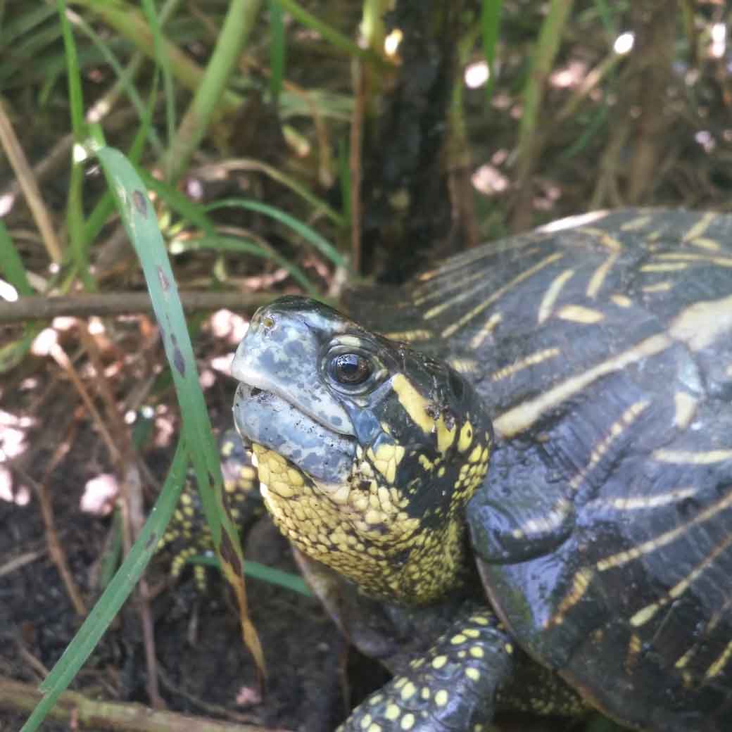 Turtles, Tortoises, and Terrapins