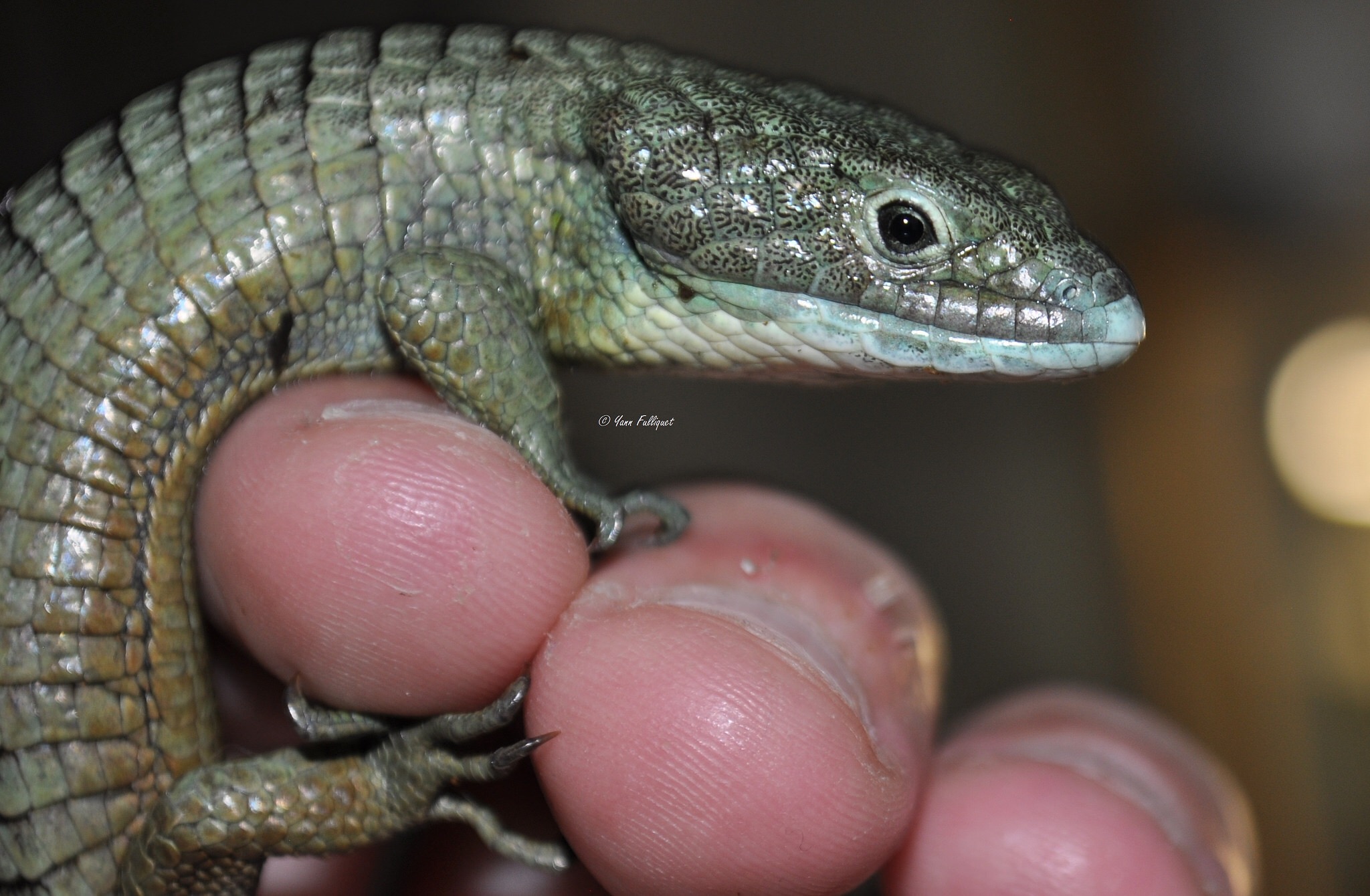 Abronia | The Forest Alligator