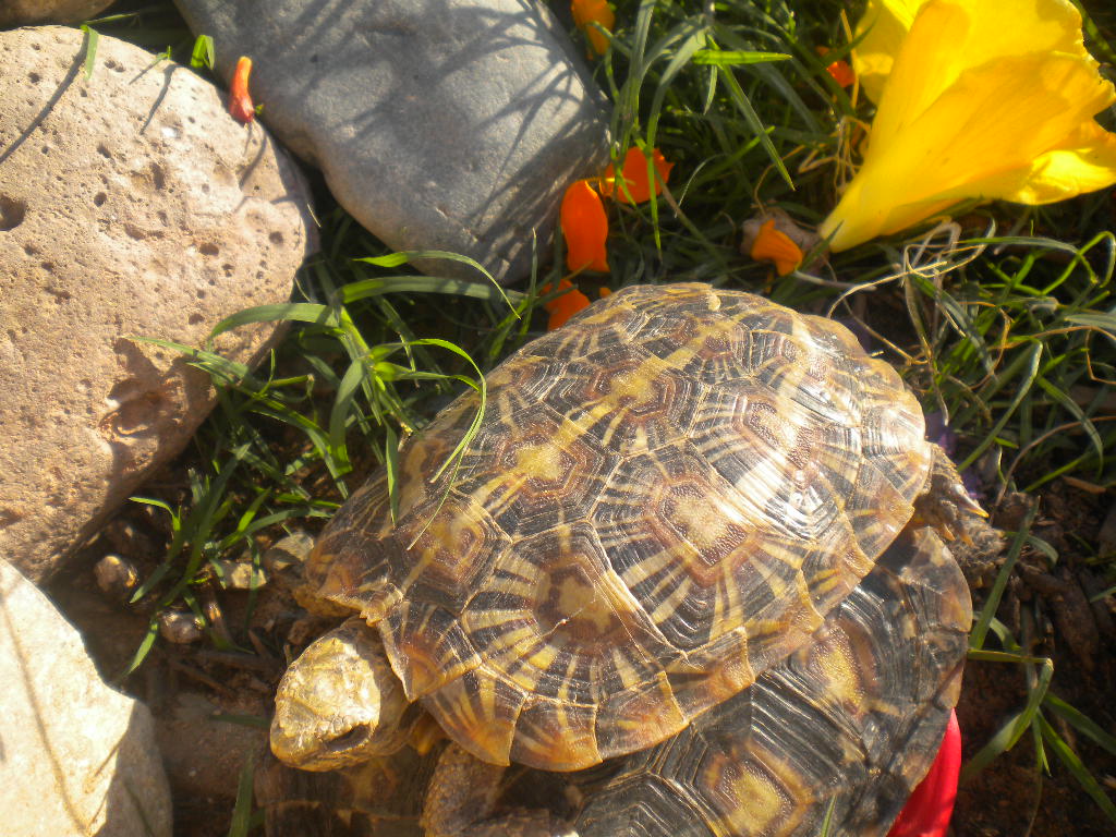 Pancake Tortoises | Living the Flat Life