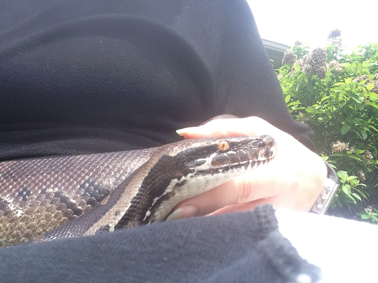 Shorty Love | Life with Short-Tailed Pythons