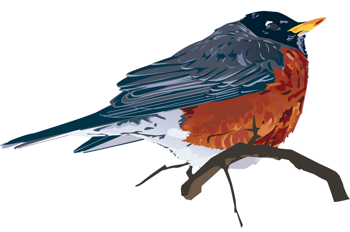 FREE Robin Illustration - Resolution Creative | Graphic Design ...