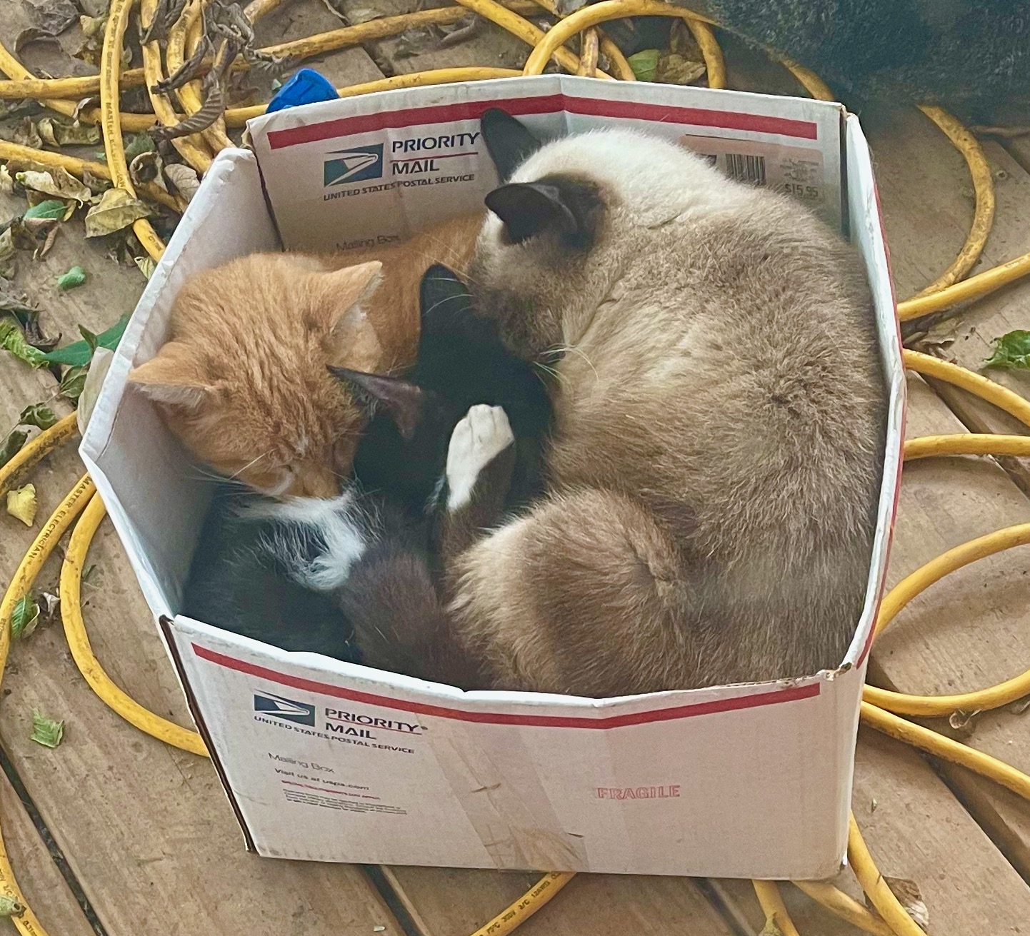 A Furry Box. Of Love. – Restoring Ross