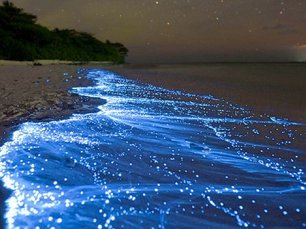 5 LUGARES PARA DISFRUTAR DE BIOLUMINISCENCIA EN MÉXICO – Revista Aventurero
