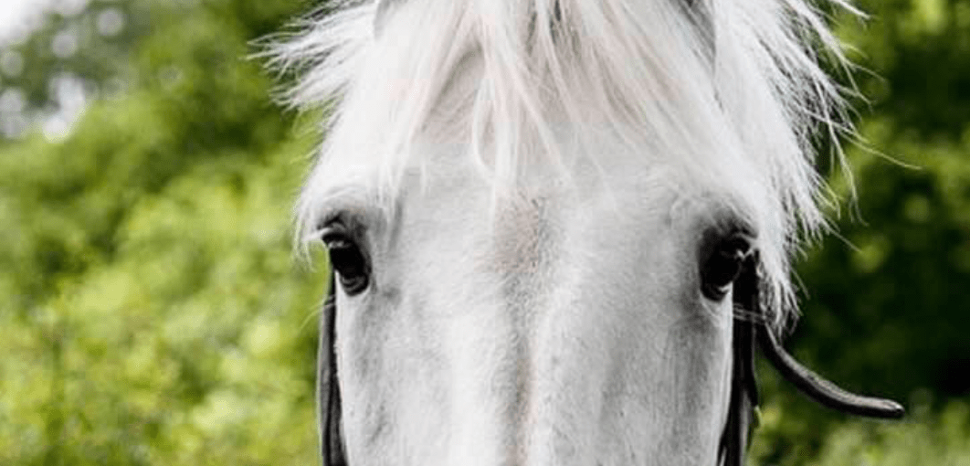 È venuto a mancare a 23 anni lo stallone Cevin Z - Riders Advisor