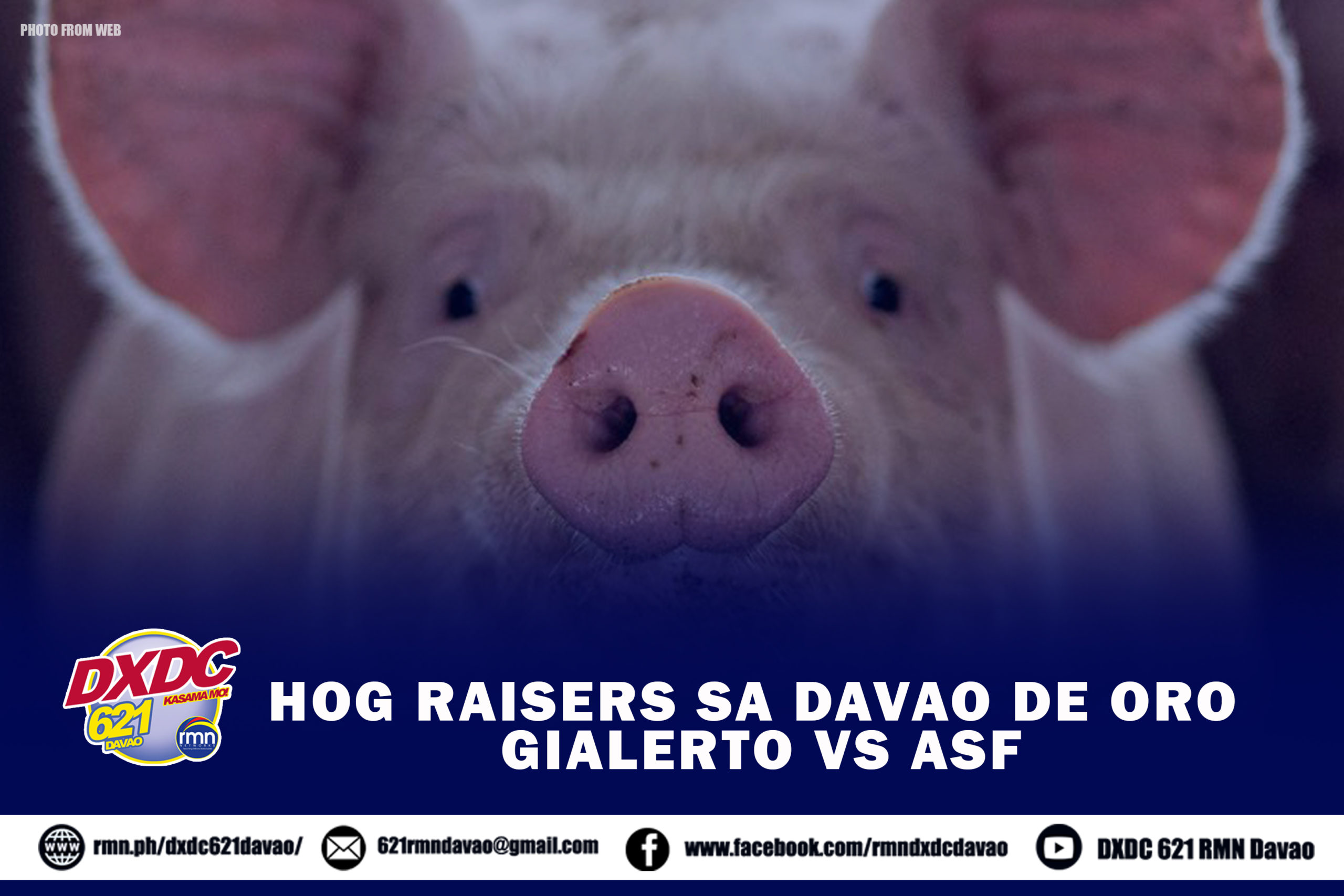 Hog raisers sa Davao de Oro gialerto vs ASF - RMN Networks