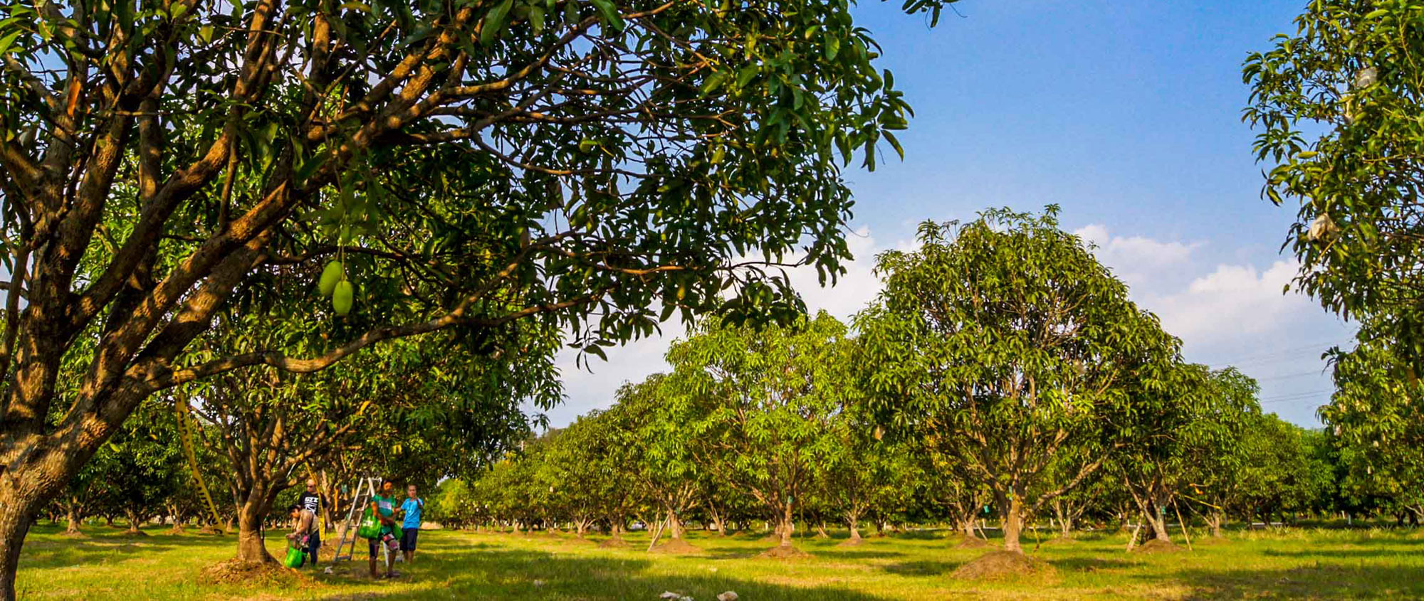 Rosa Farms – Rosa Farms, Zambales, Philippines -The Best and Sweetest ...