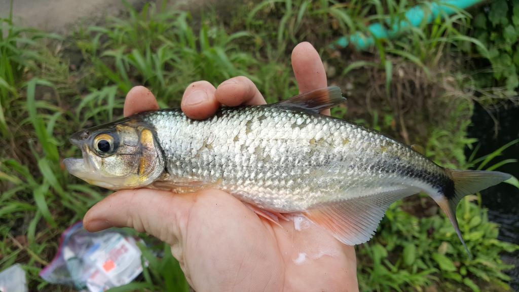 Review Of Costa Rica Freshwater Fish Species Ideas