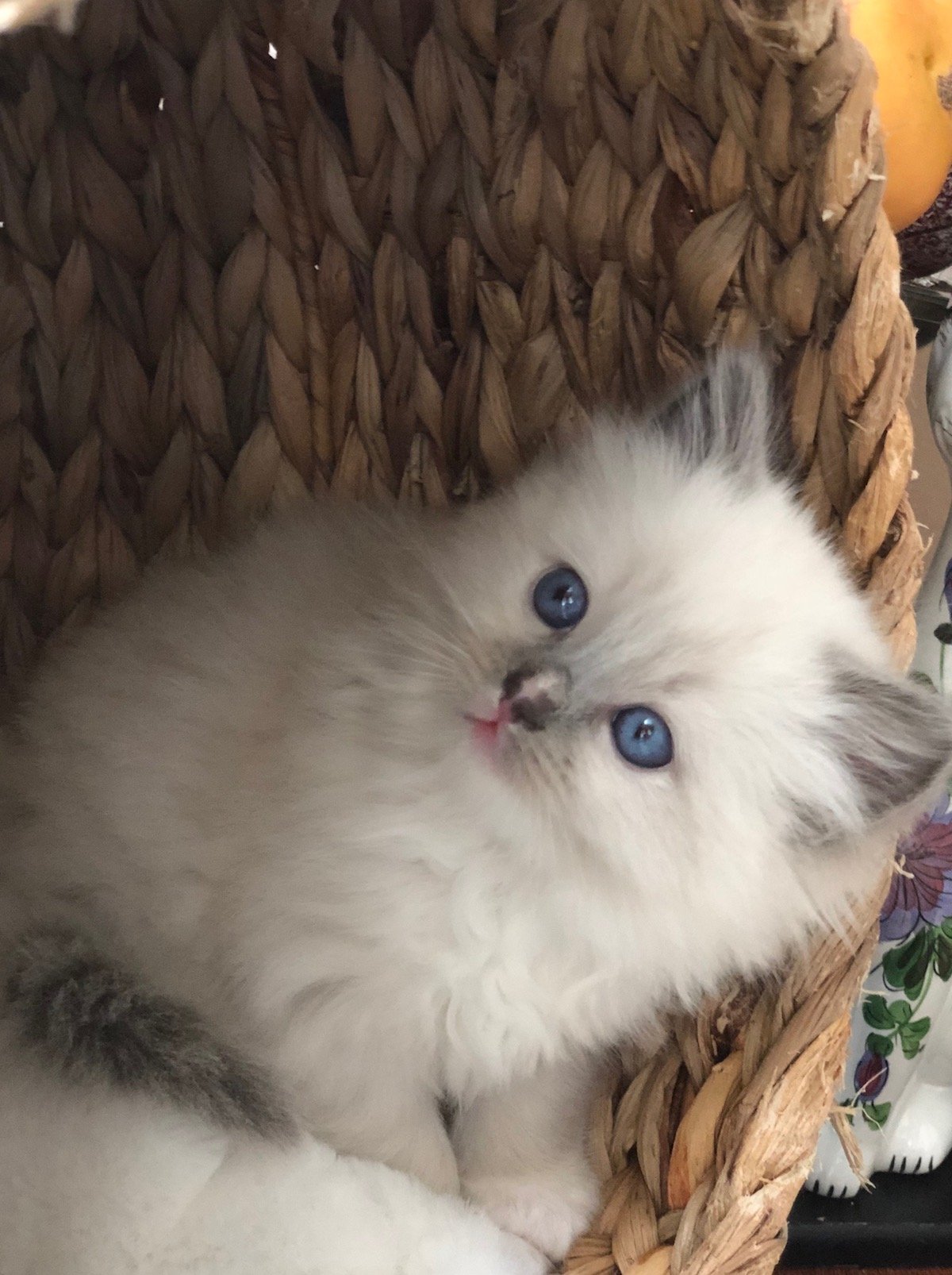 Gallery – Royal Ragdoll