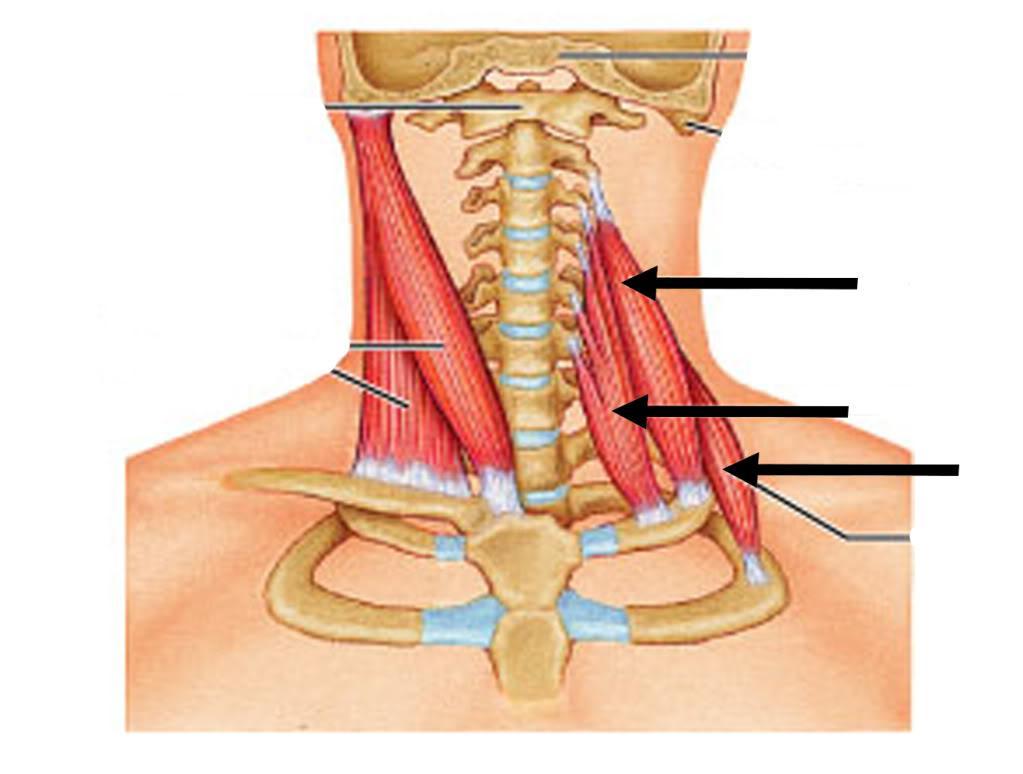 Scalene Muscles Chronic Pain Relief scalene-muscles-chronic-pain-relief