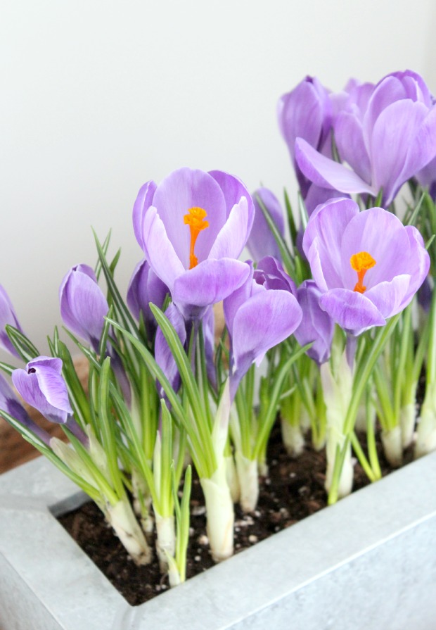 Ten Minute Project: Crocus Planter - Satori Design for Living