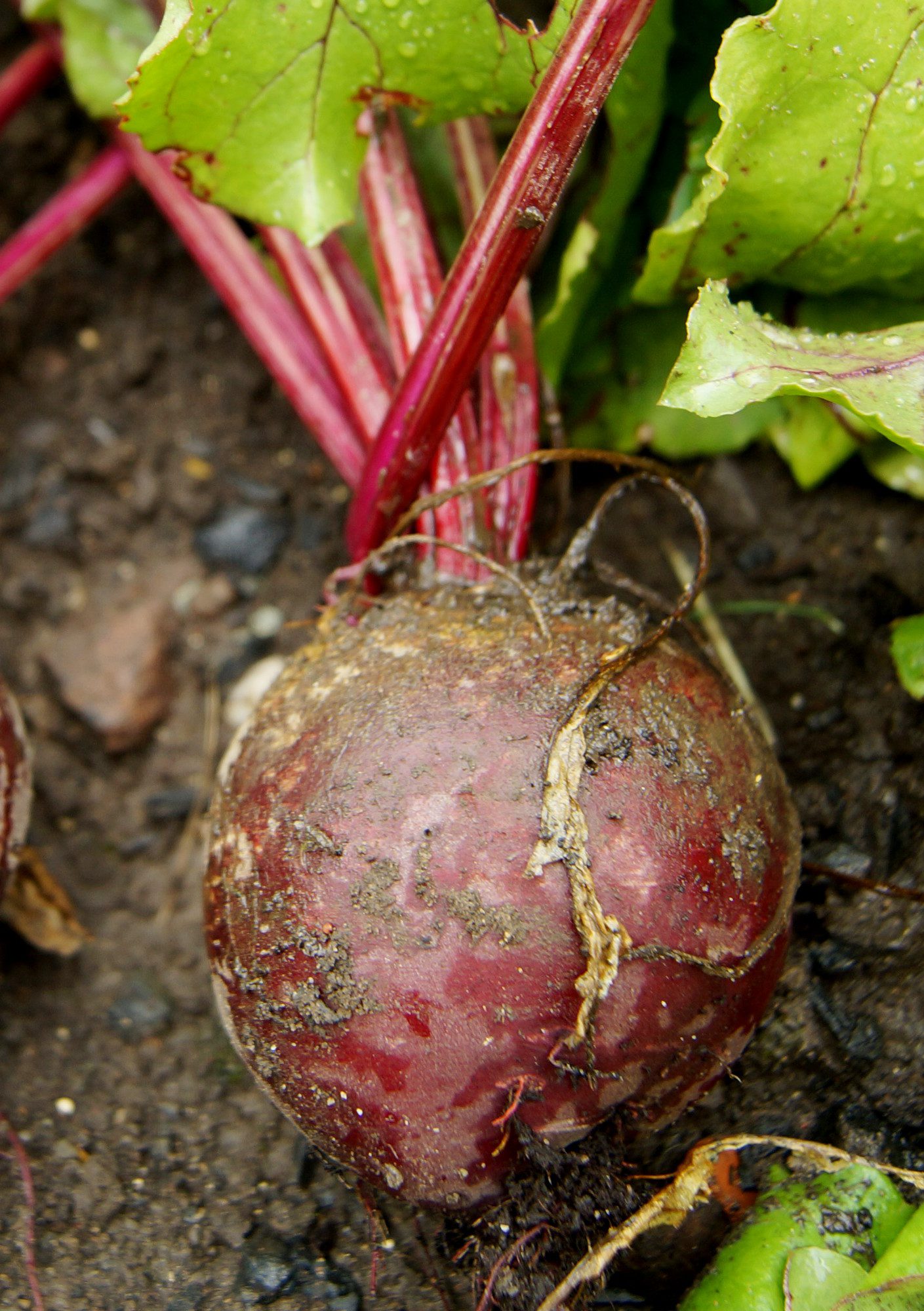 Rote Beete Golden | Urban Gardening im Balkon Gemüse Garten