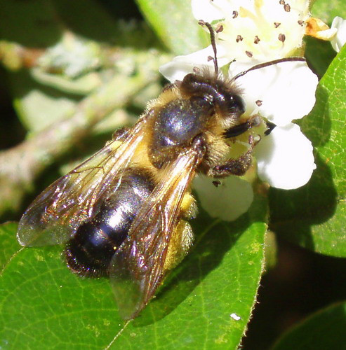 Mystery Creature reveal - the Irish Special - Dr. How's Science Wows